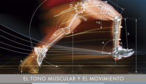 Tono muscular: características y funciones | Electromedicina Morales